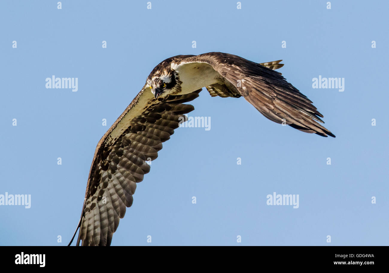 Osprey in flight, Pandion haliaetus, sea hawk, fish eagle, river hawk ...