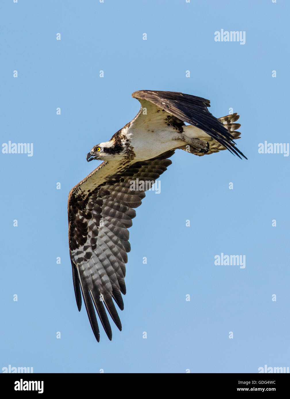 Osprey in flight, Pandion haliaetus, sea hawk, fish eagle, river hawk ...