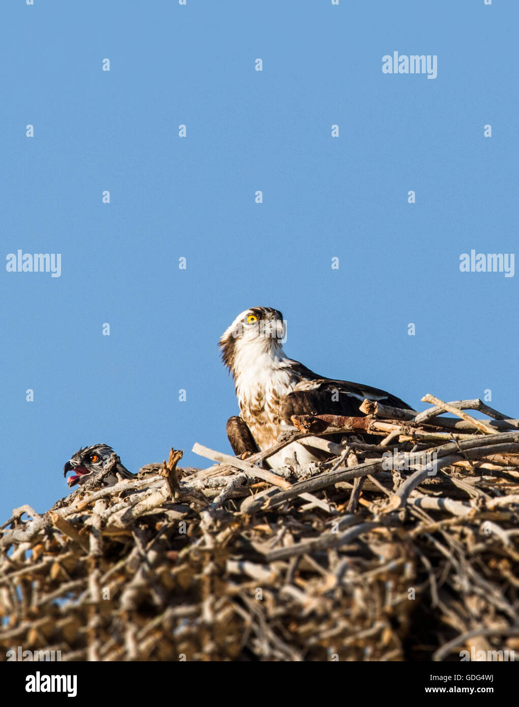 Adult Osprey & young on nest, Pandion haliaetus, sea hawk, fish eagle ...