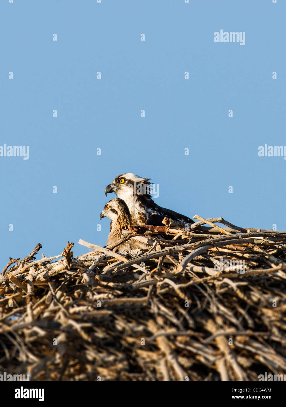 Adult Osprey & young on nest, Pandion haliaetus, sea hawk, fish eagle ...