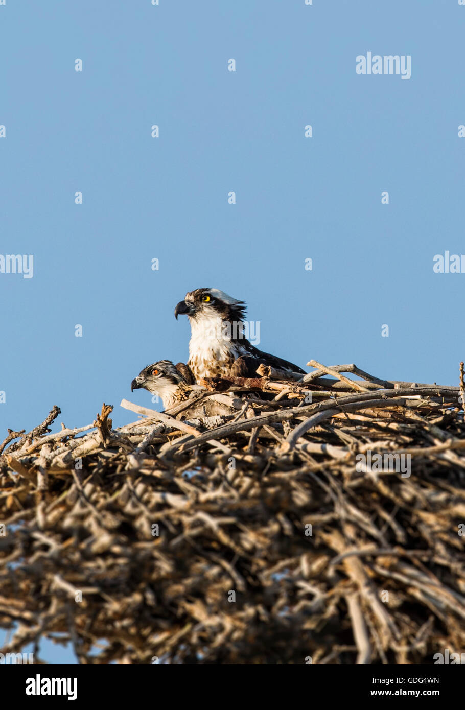 Adult Osprey & young on nest, Pandion haliaetus, sea hawk, fish eagle ...