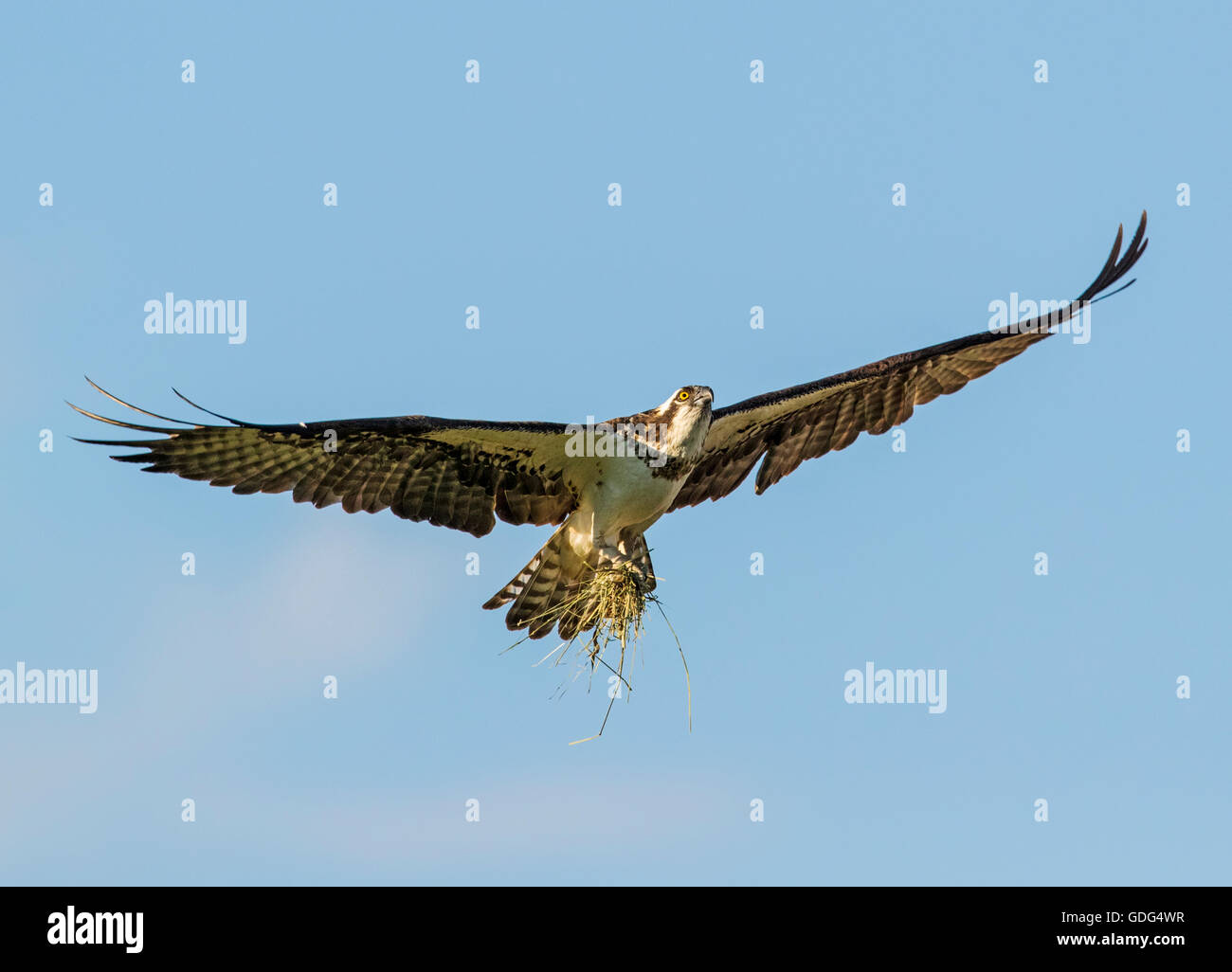 Osprey in flight carrying sticks to nest; Pandion haliaetus, sea hawk ...