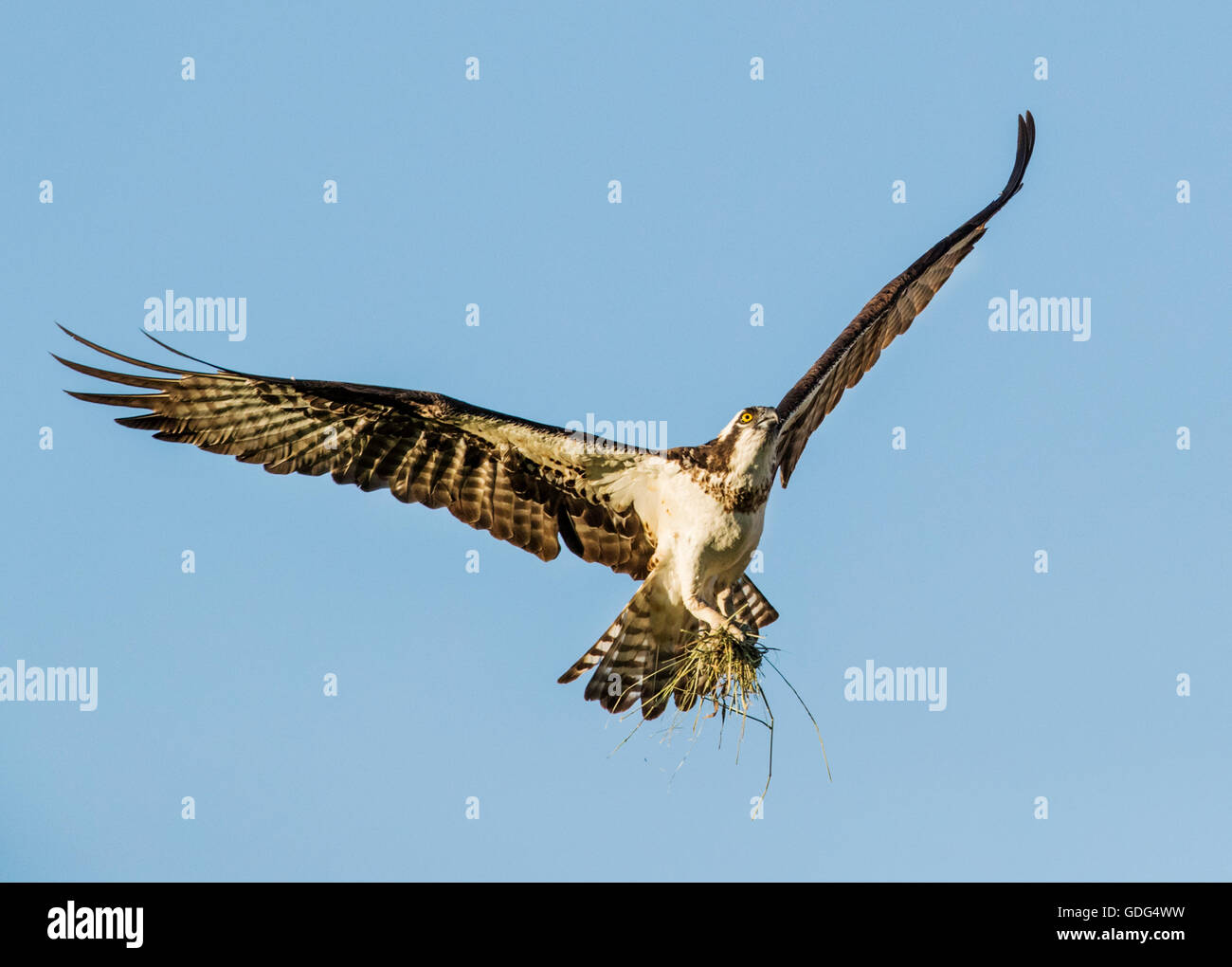 Osprey in flight carrying sticks to nest; Pandion haliaetus, sea hawk ...