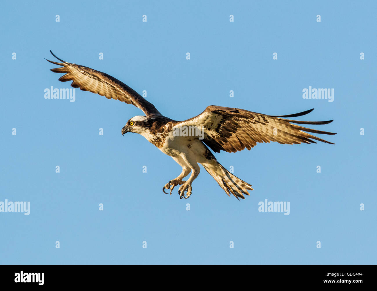 Osprey in flight, Pandion haliaetus, sea hawk, fish eagle, river hawk ...