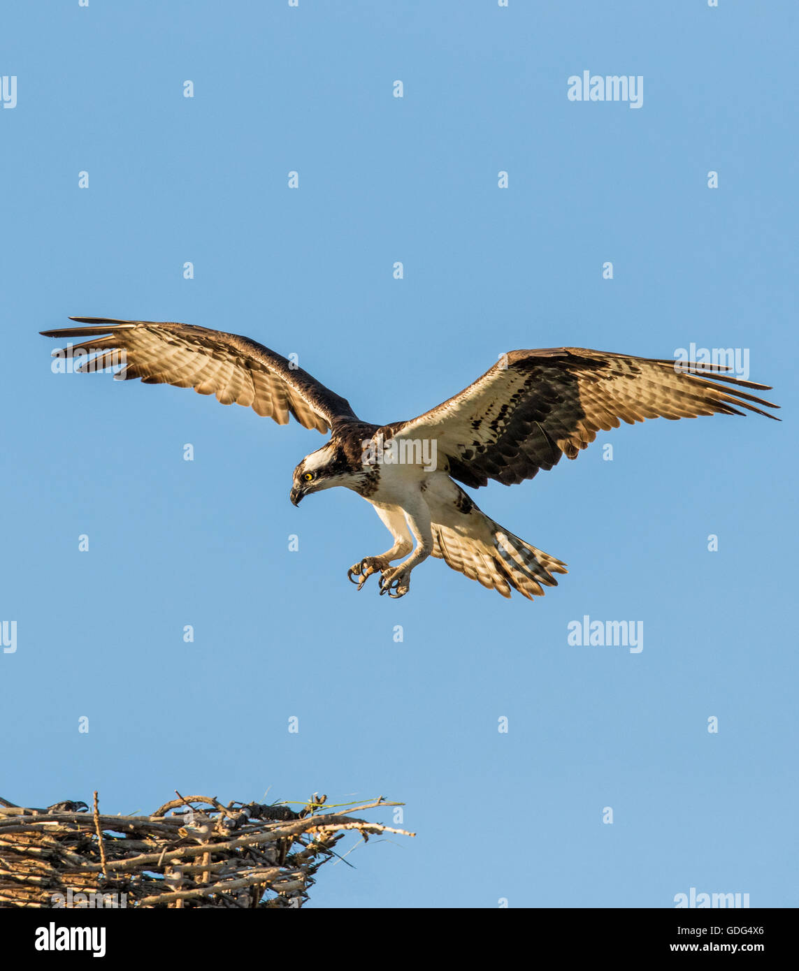 Raptor bird falcon eagle hi-res stock photography and images - Alamy