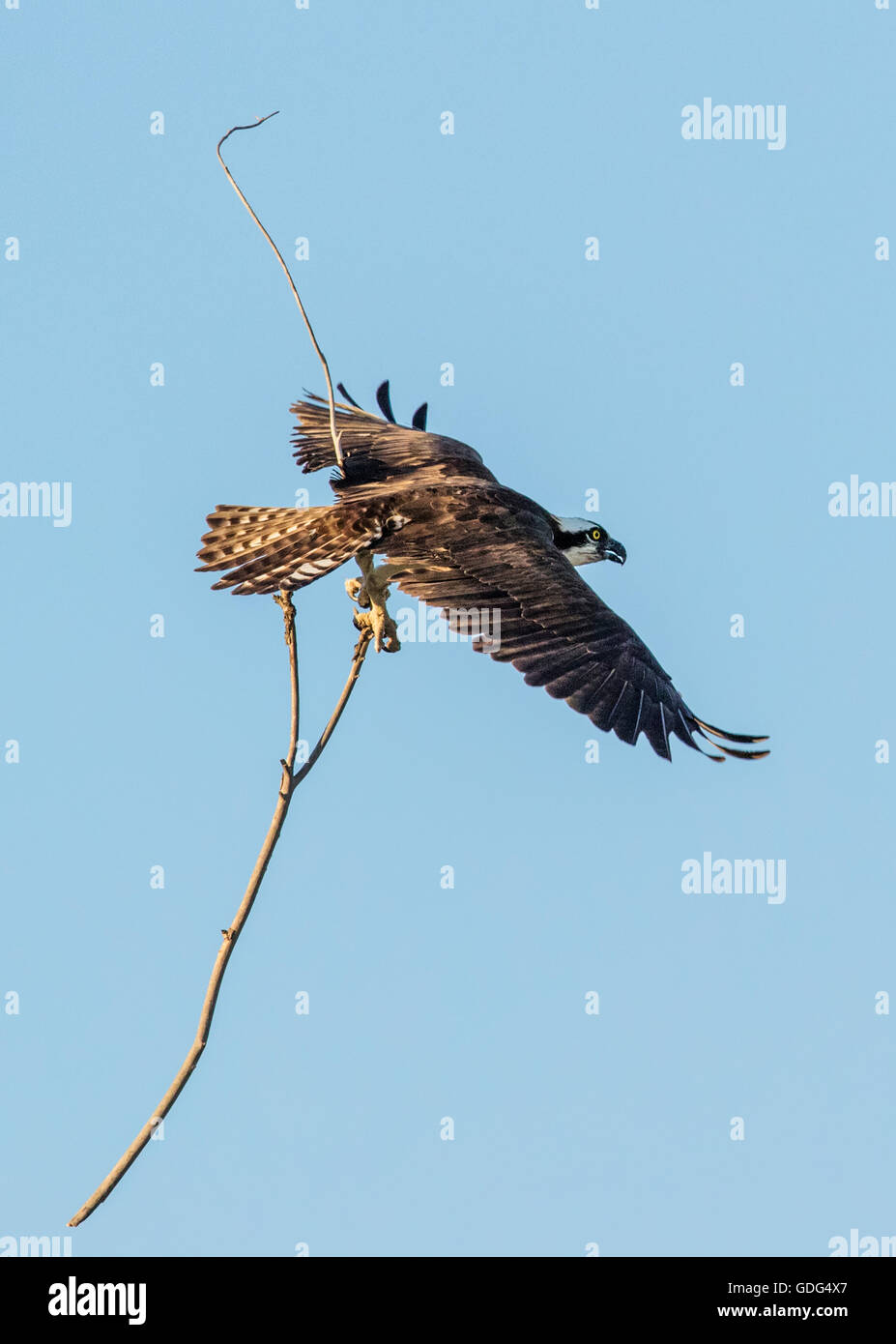 Osprey in flight carrying sticks to nest; Pandion haliaetus, sea hawk ...