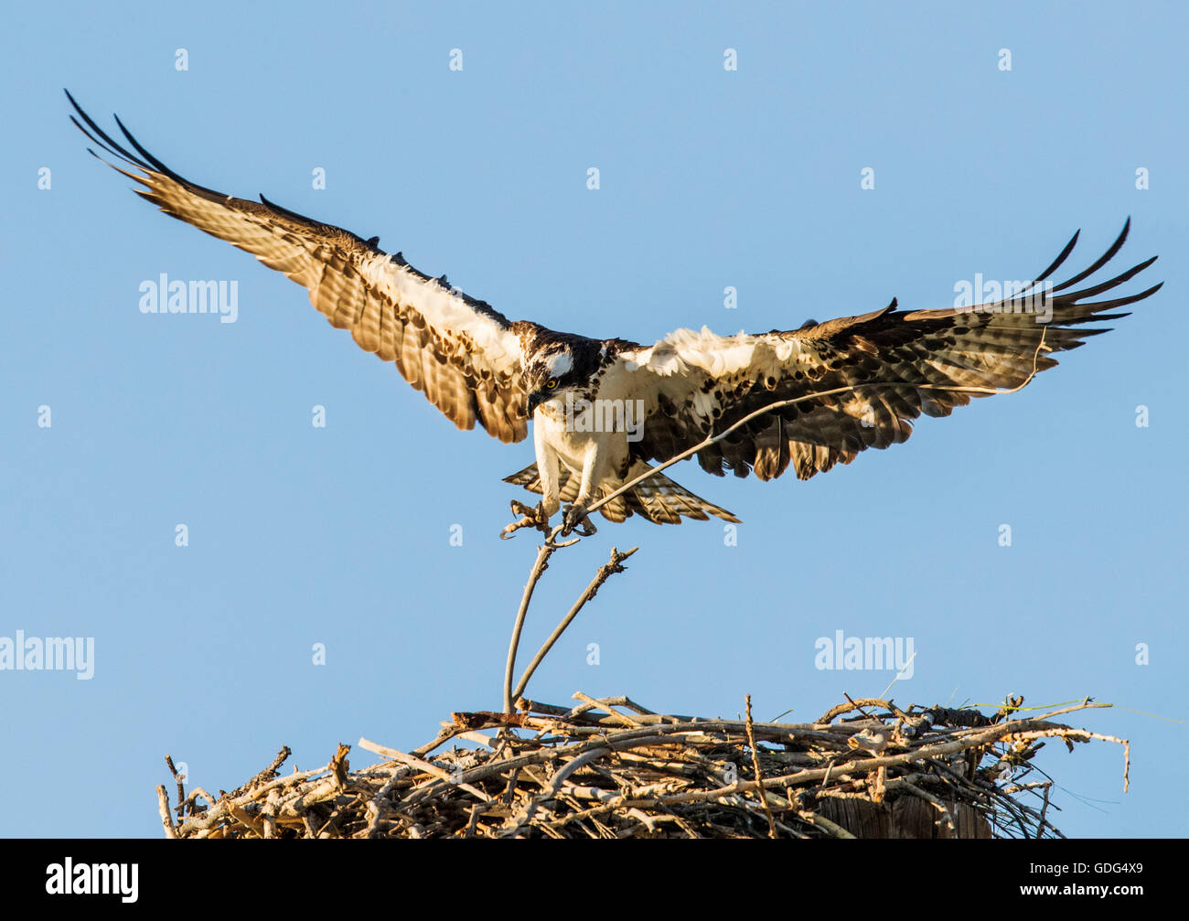 Osprey in flight carrying sticks to nest; Pandion haliaetus, sea hawk ...