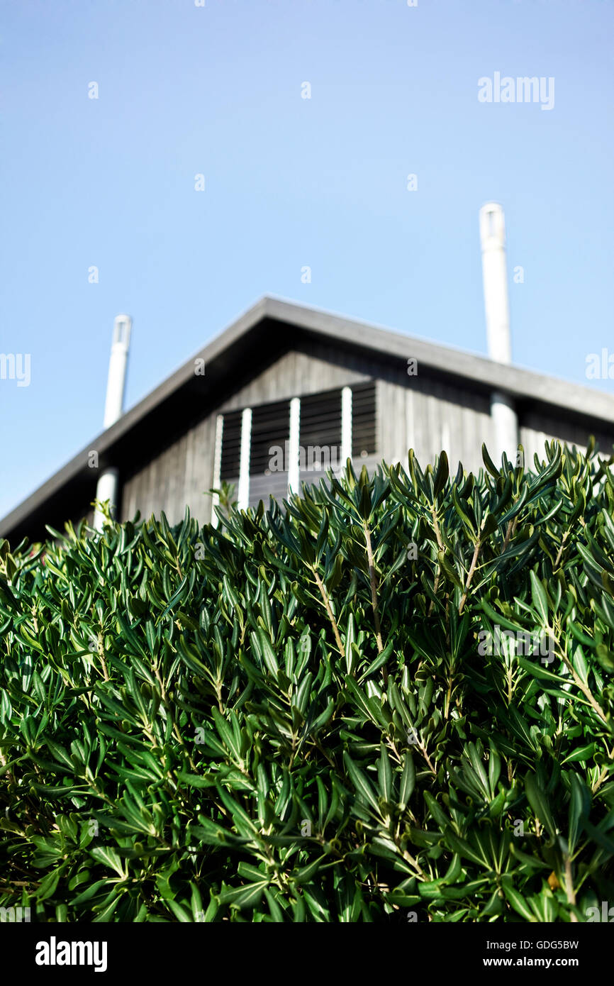 Hedge of shrubs in front of a modern house Stock Photo - Alamy