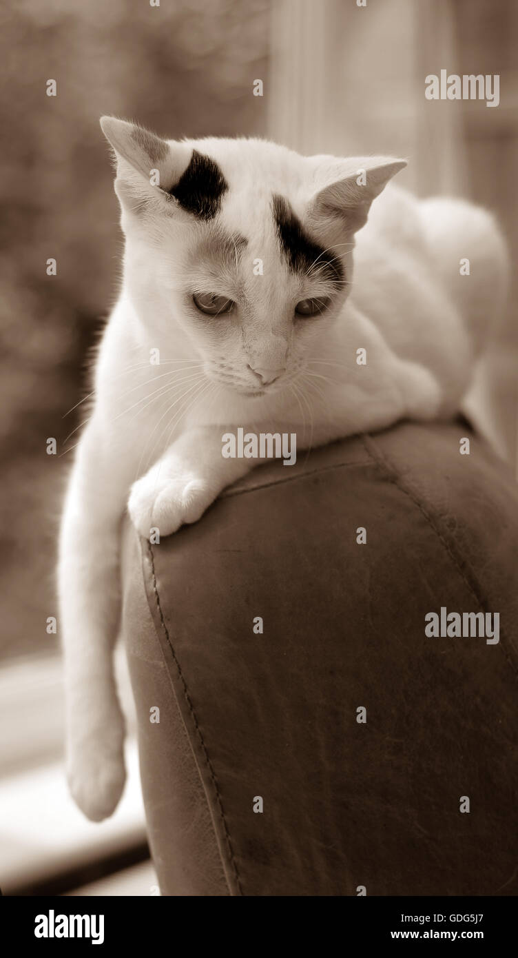 Lazy Summer Afternoon Stock Photo - Alamy