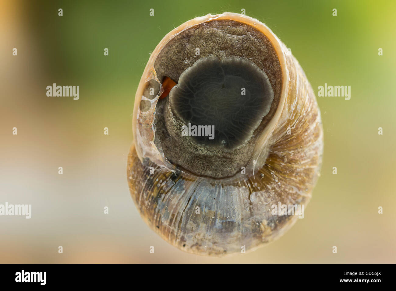 Garden snail (Helix Aspersa) showing the underside inside through a ...