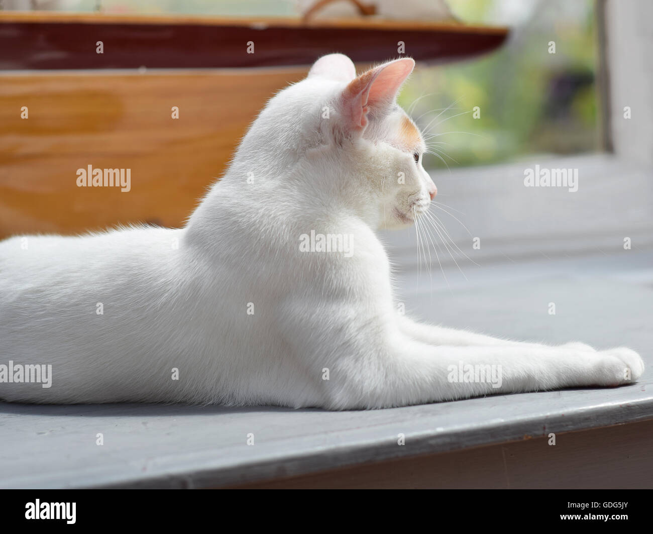 Pet gazing hi-res stock photography and images - Alamy