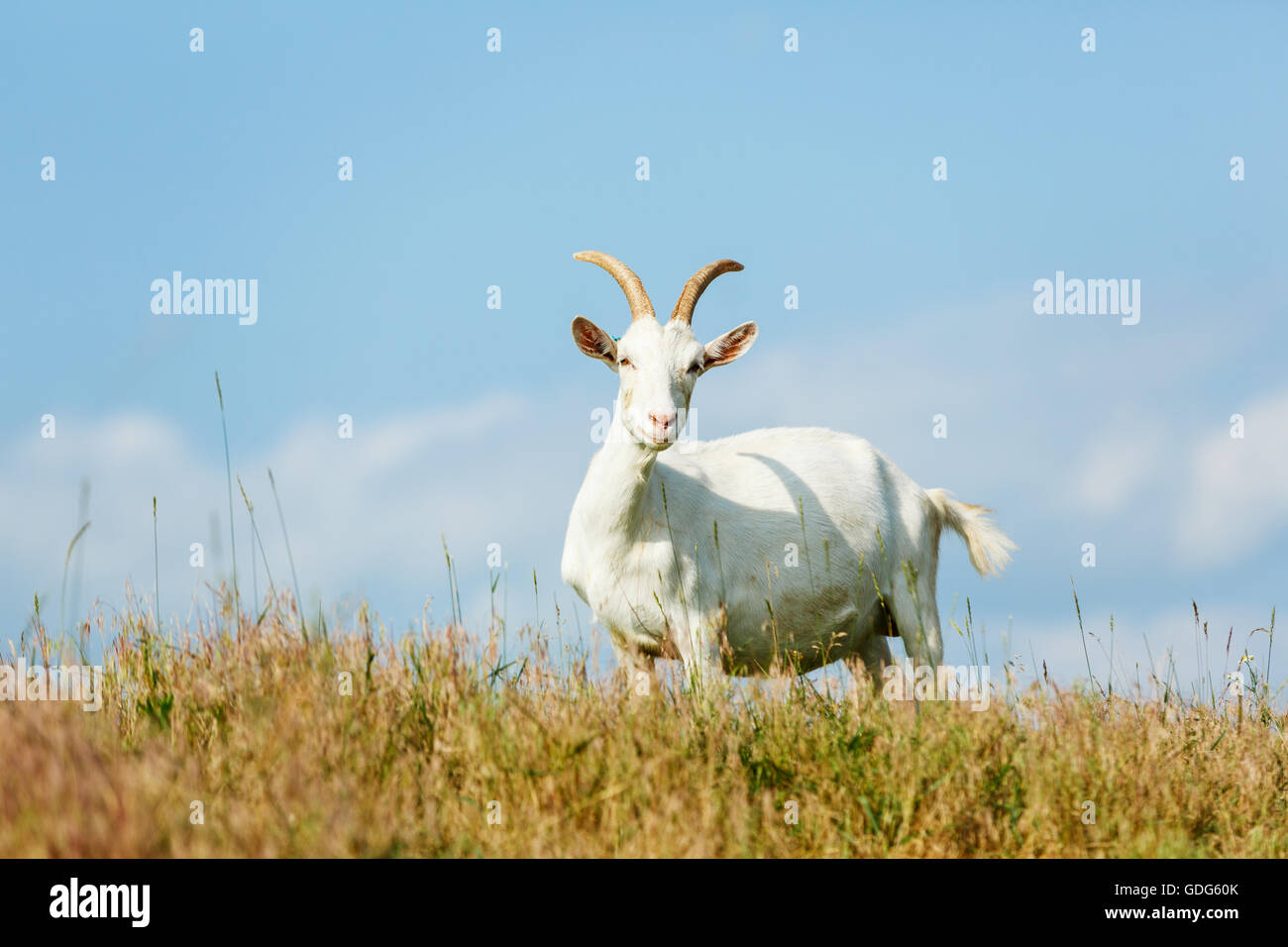 Goats eating grass on pasture hi-res stock photography and images - Alamy
