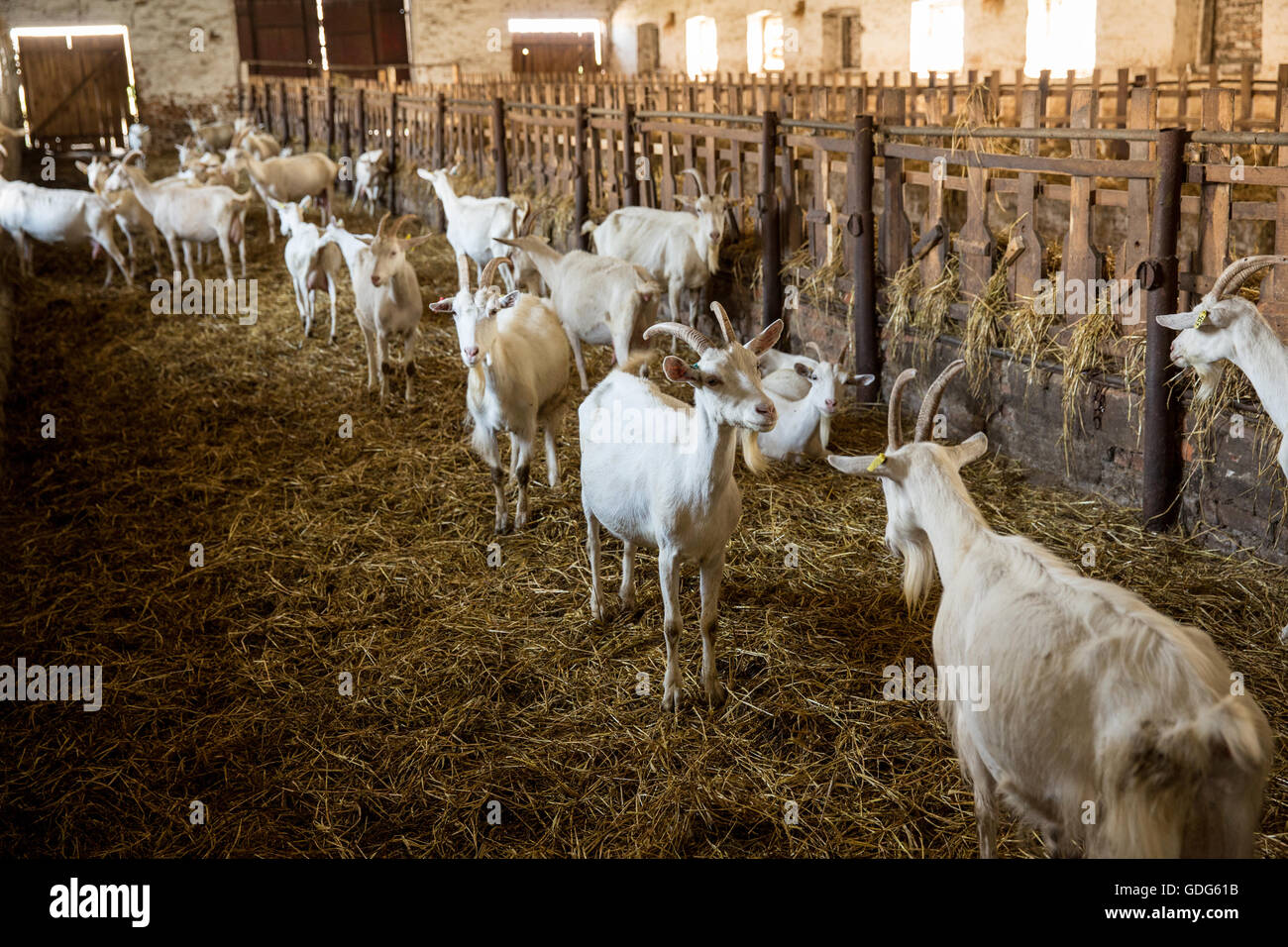 Milk goats in a stable on a rural farm Stock Photo - Alamy