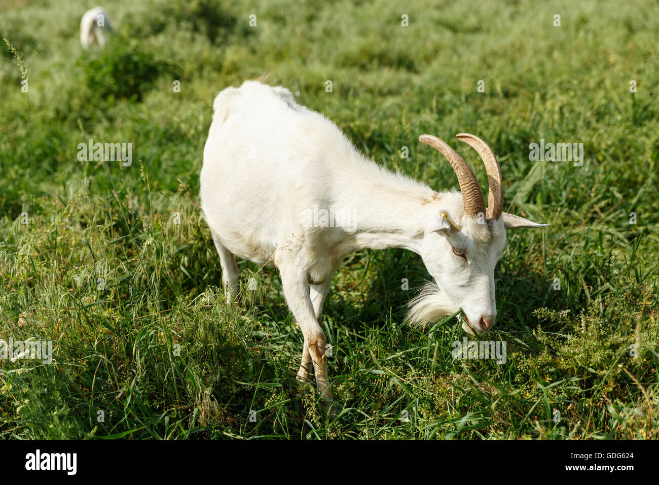 Milk goat pasturing on a rural pasture on a farm Stock Photo - Alamy