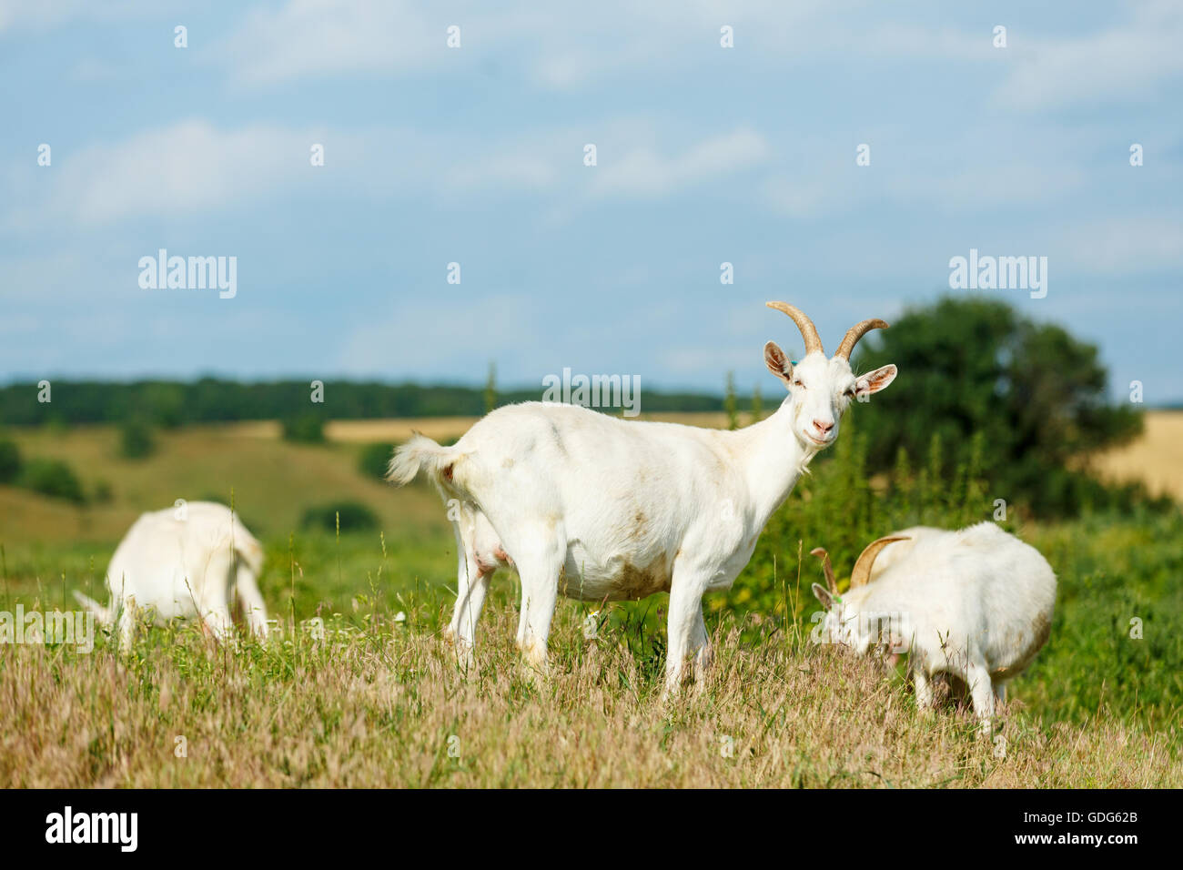 Pasturing hi-res stock photography and images - Alamy