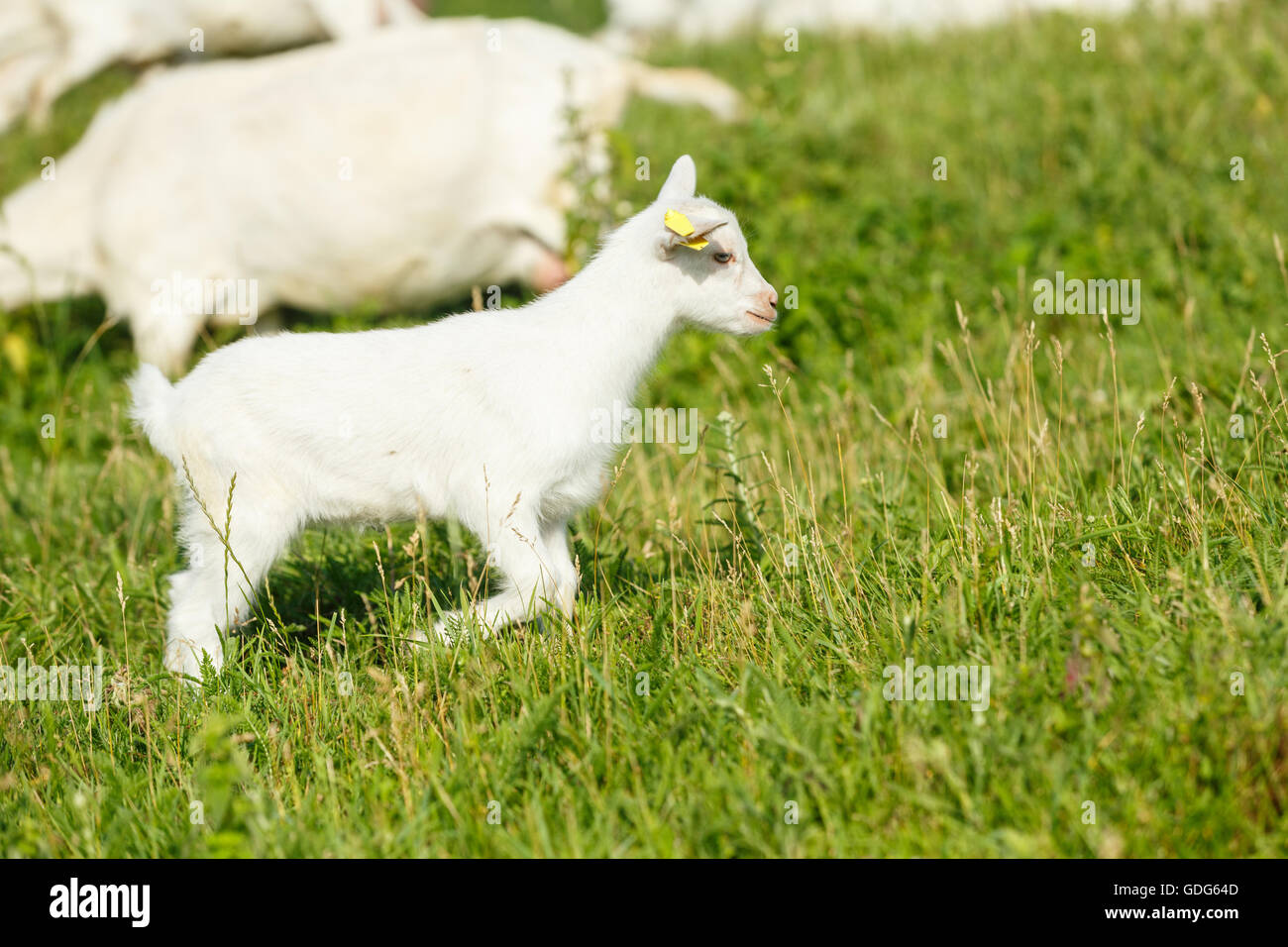 Rural young animal hi-res stock photography and images - Alamy