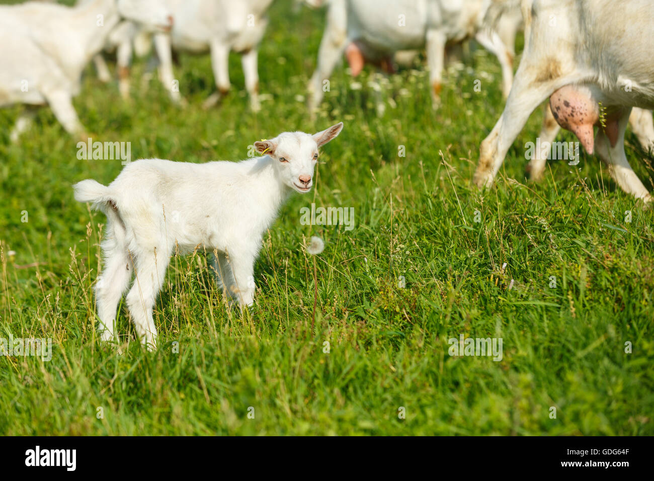 Young goatling on a pasture on a rural farm Stock Photo - Alamy