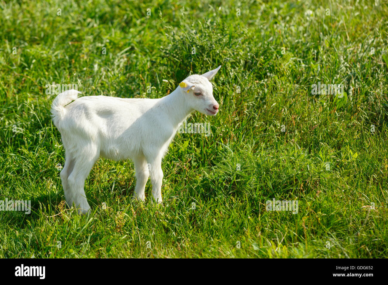 Young goatling on a pasture on a rural farm Stock Photo - Alamy