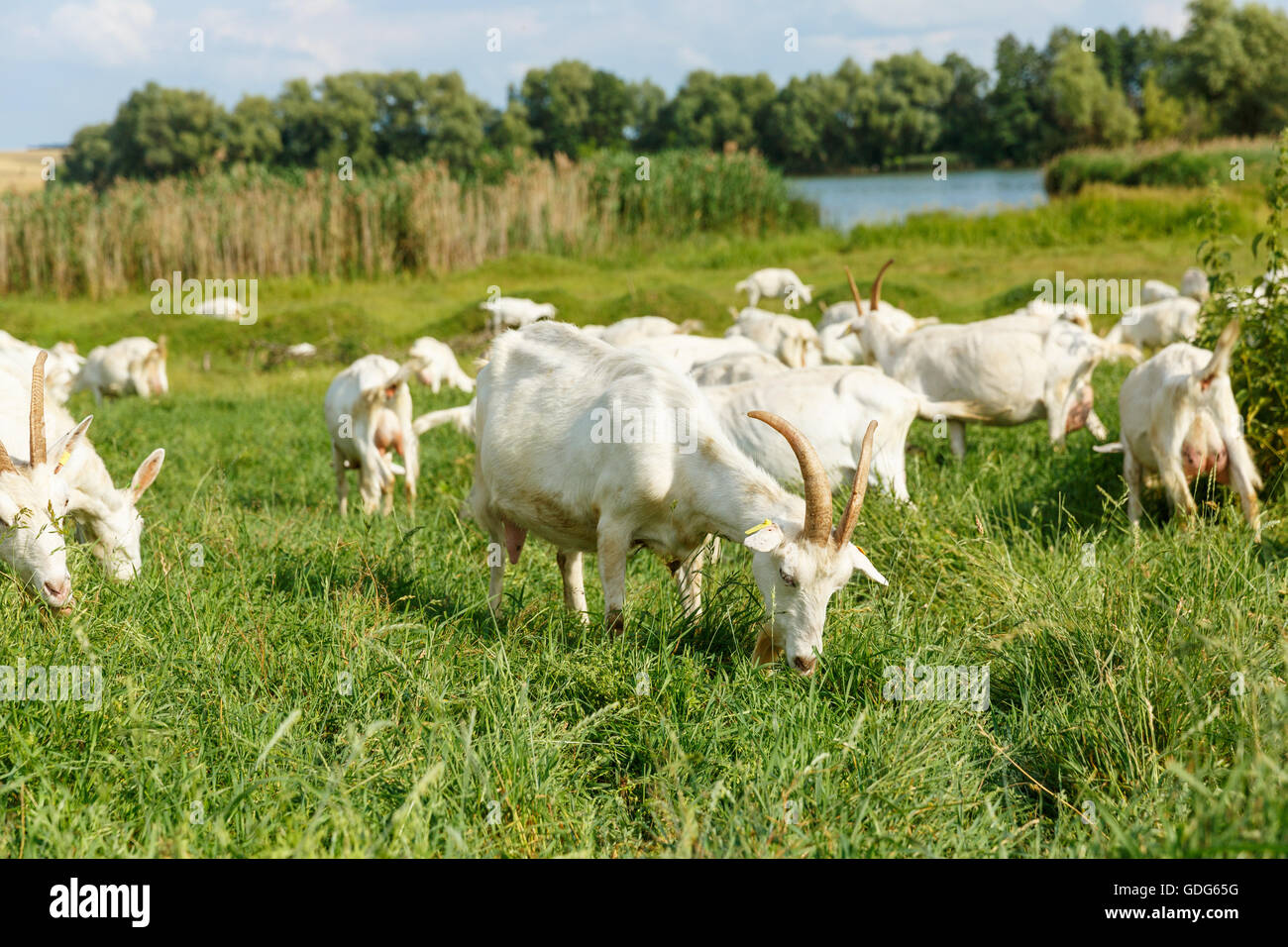 Goats on farm farm animals hi-res stock photography and images - Alamy