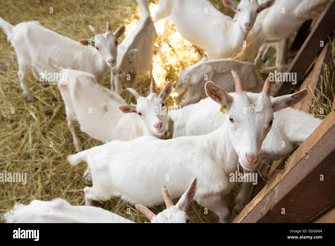 Young goatlings hi-res stock photography and images - Alamy