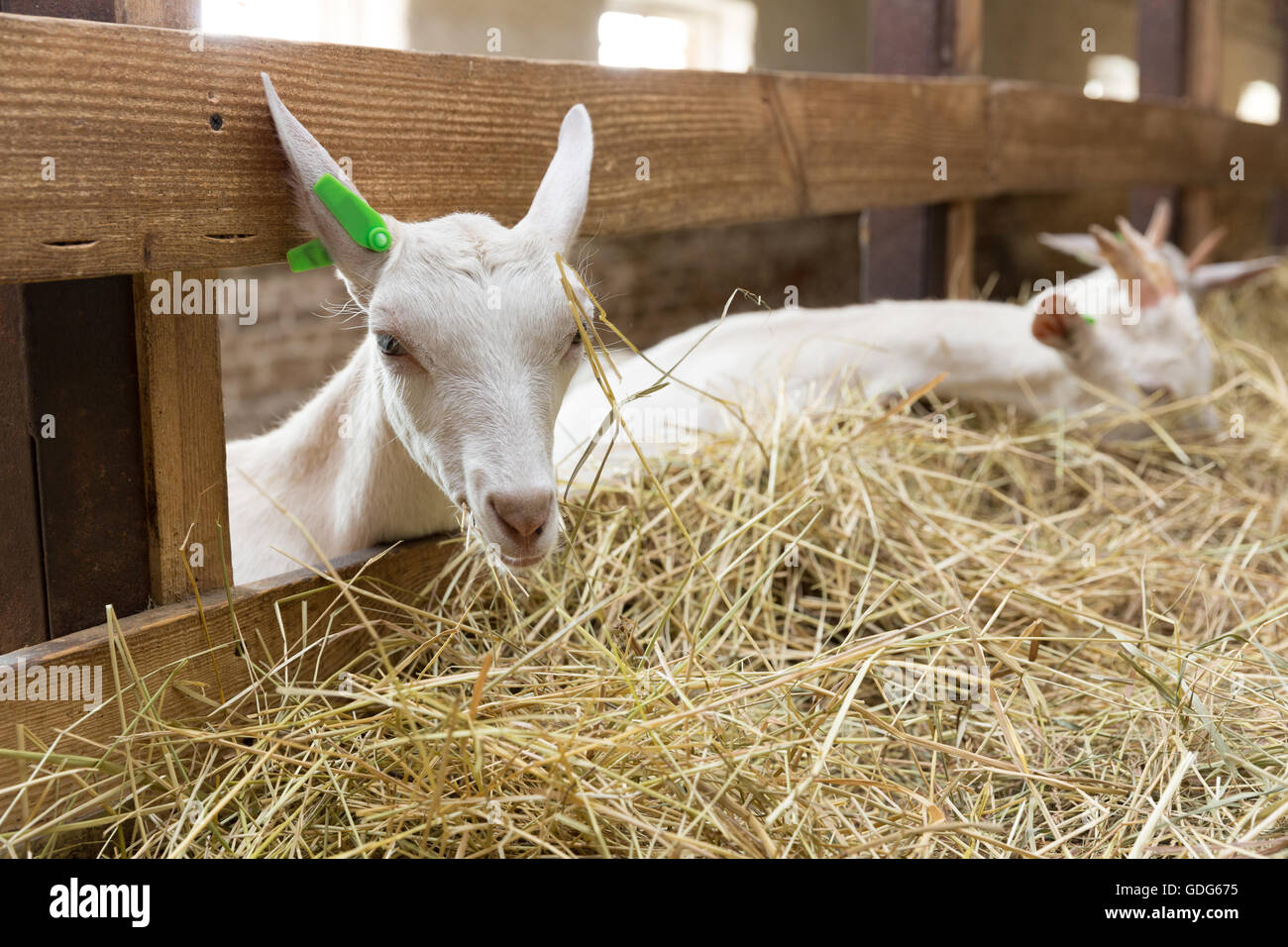 Farm animals hay hi-res stock photography and images - Alamy