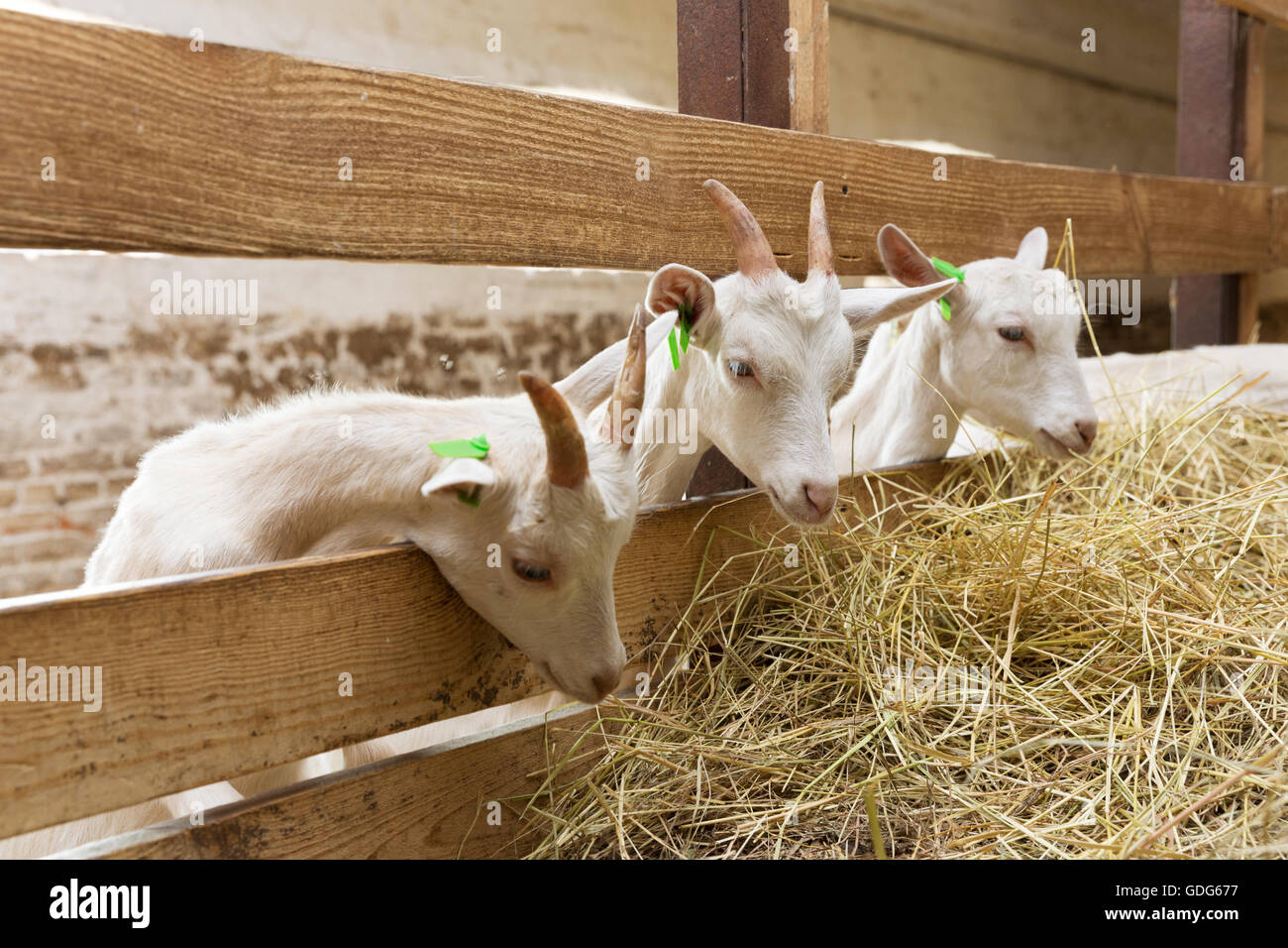Farm animals hay hi-res stock photography and images - Alamy