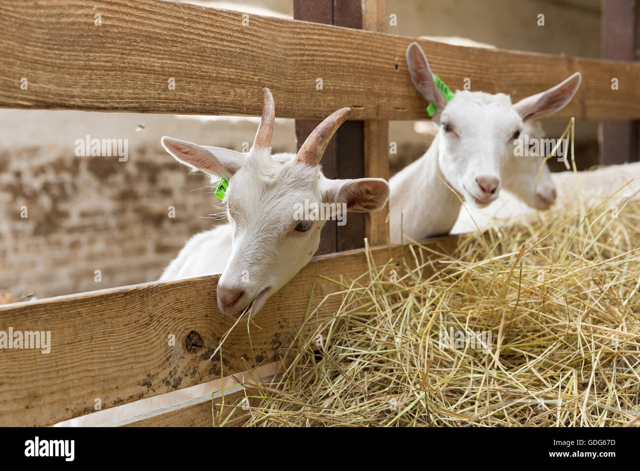 Young goatlings eating hay in a stall on a farm. Feeding on animal farm ...