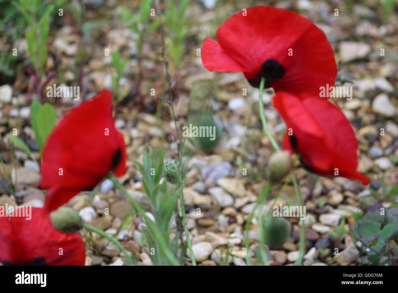 Poppies in the breeze hi-res stock photography and images - Alamy