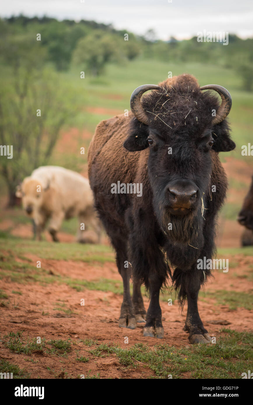 Bison or buffalo are large, even-toed ungulates in the genus Bison ...