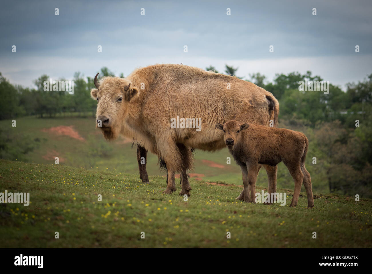 The white bison is known as a spiritual figure to the Native Americans ...