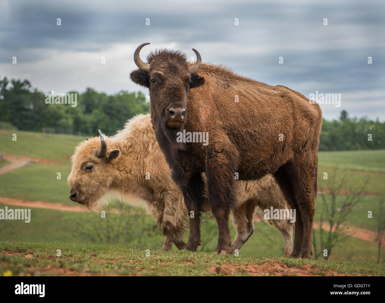 Bison or buffalo are large, even-toed ungulates in the genus Bison in ...