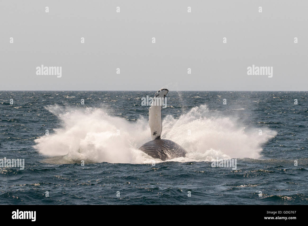 Humpback whale pectoral fin, pec fin near Stellwagen bank and Cape Cod ...
