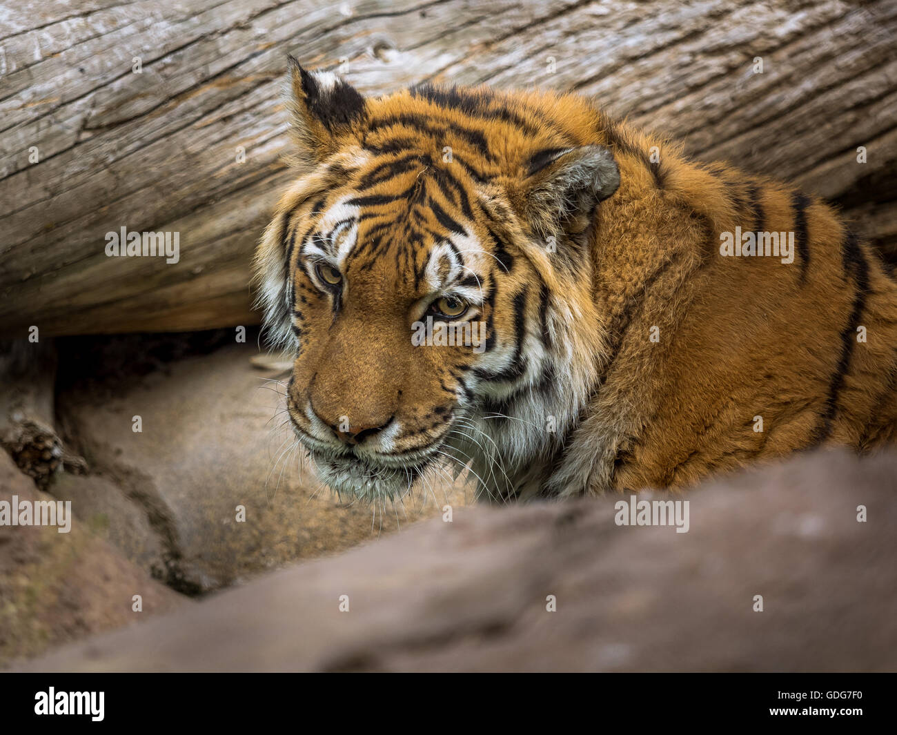 Zooanimalbehavior hi-res stock photography and images - Alamy