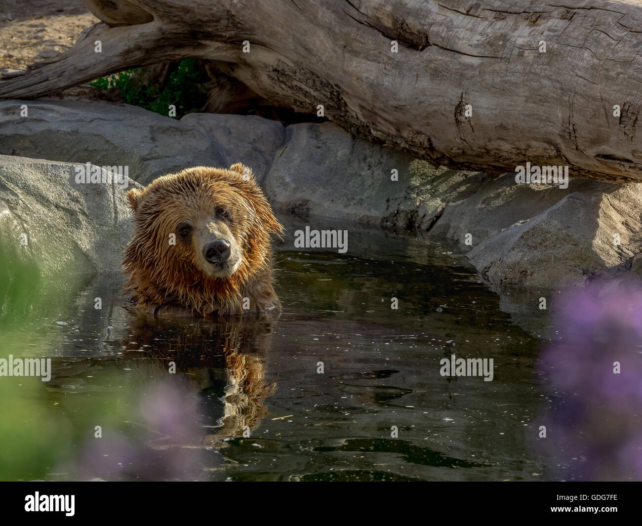 Grizzly Bear In Pond High Resolution Stock Photography and Images - Alamy