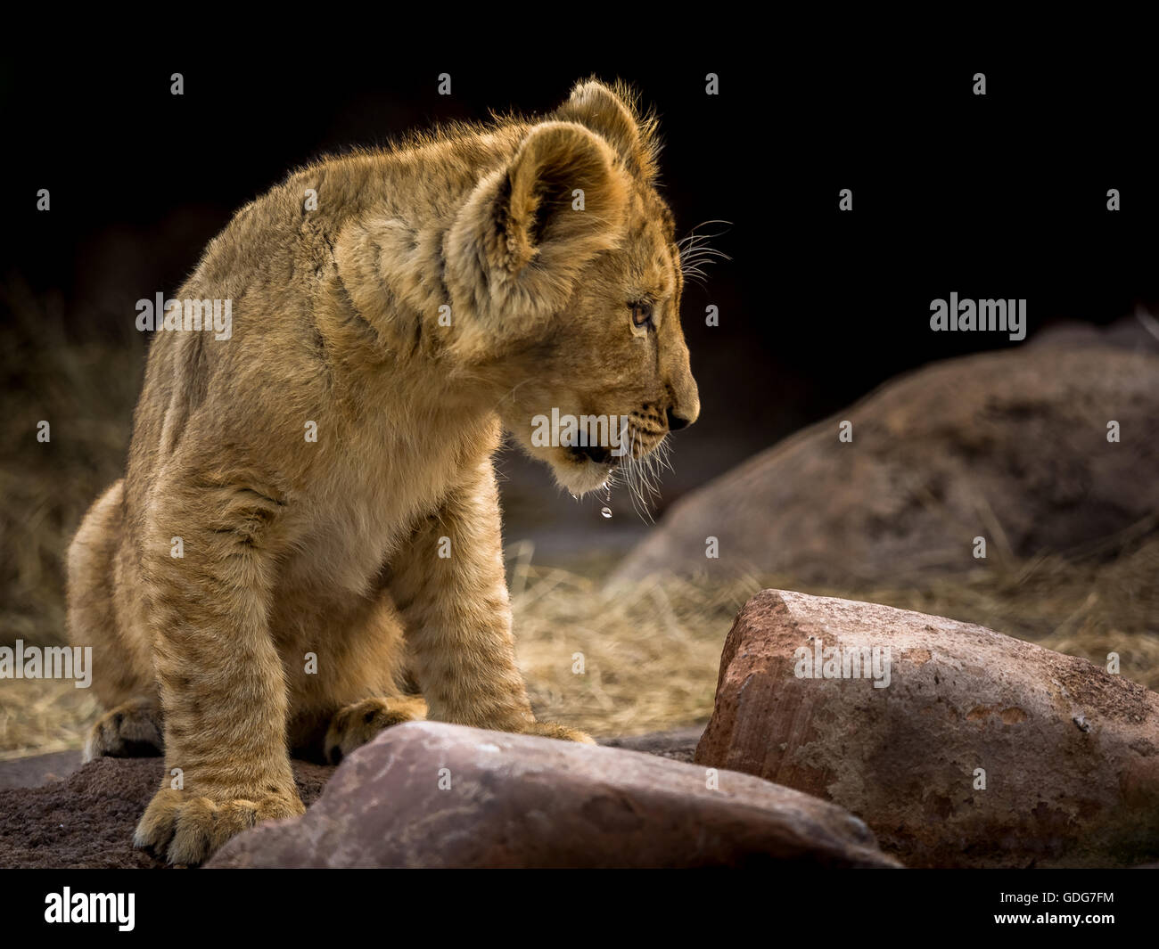 Lioncubdrinking hi-res stock photography and images - Alamy