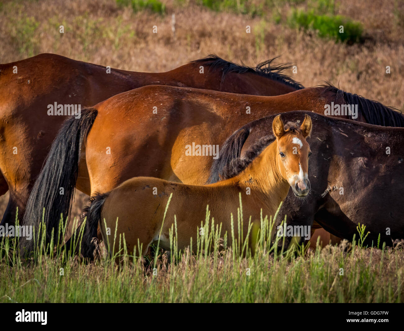 Simpson desert animals hi-res stock photography and images - Alamy