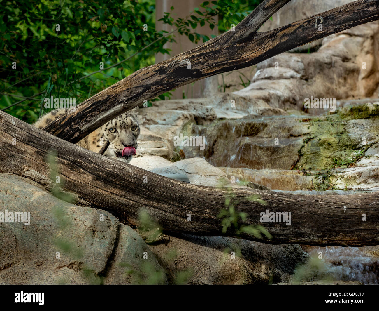 Leopardbehavior hi-res stock photography and images - Alamy