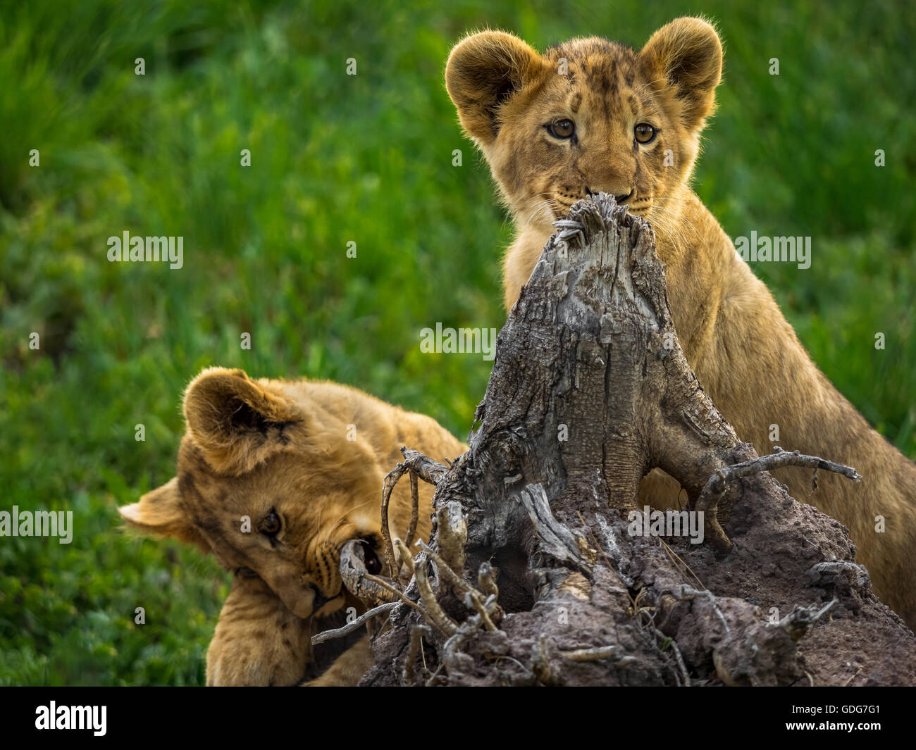 Two Lion cubs chewing on a tree stump Stock Photo - Alamy