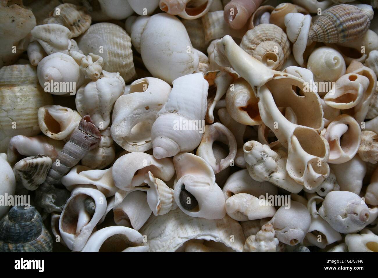 lot of seashells Stock Photo - Alamy