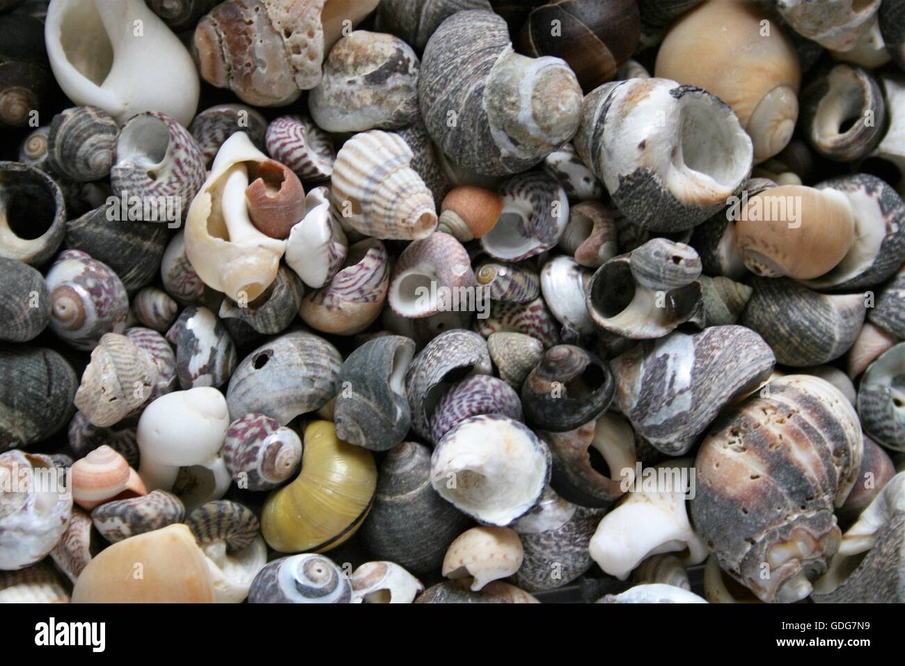 Kids collecting sea shells hi-res stock photography and images - Alamy