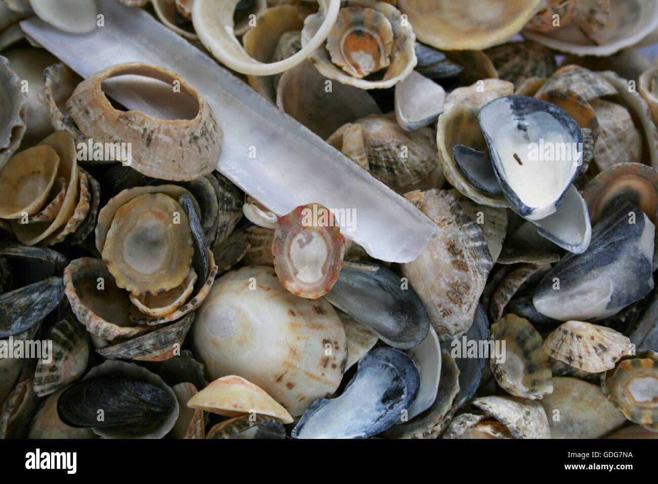 Seashells Uk High Resolution Stock Photography and Images - Alamy