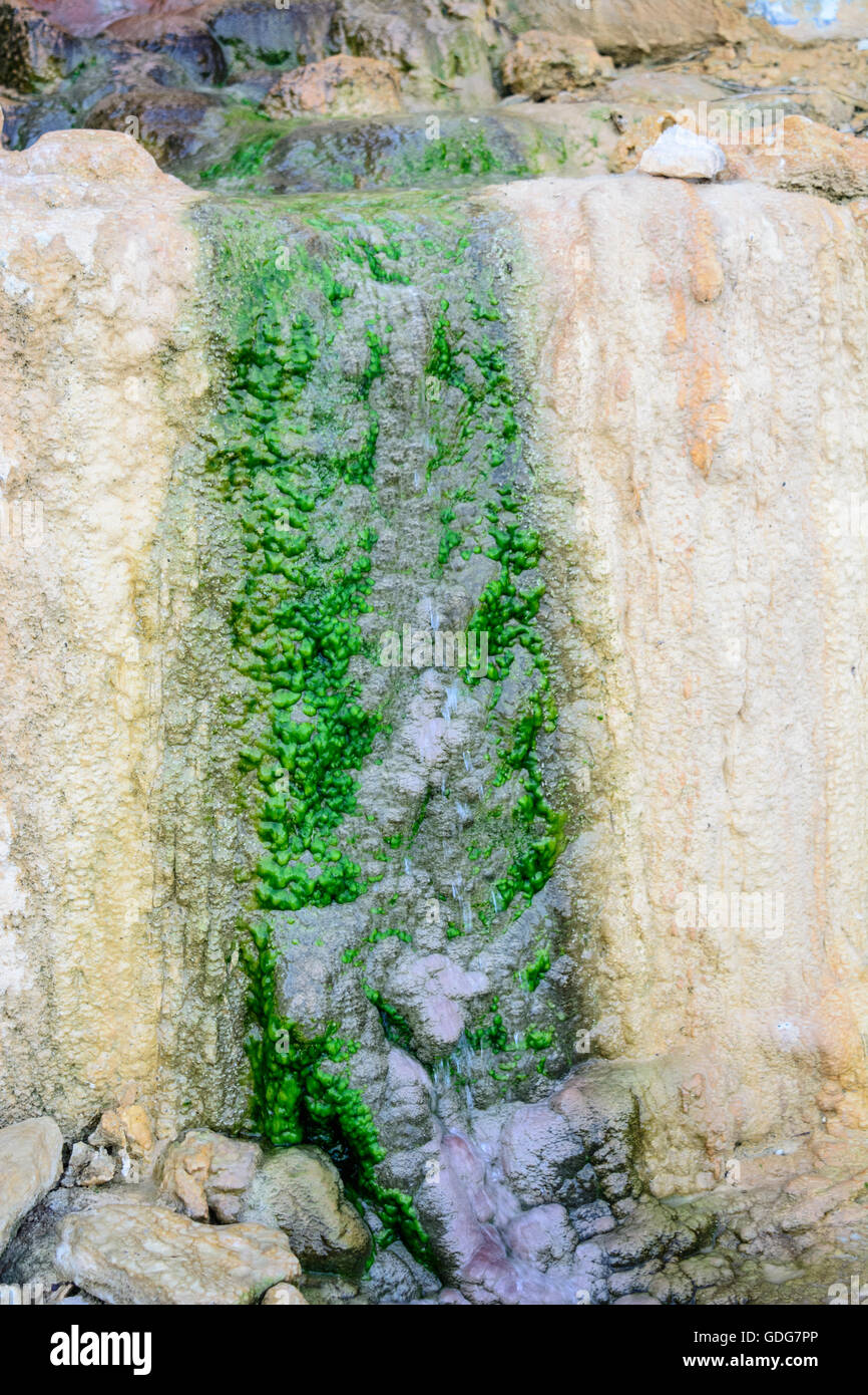 Green algae on the wall that have been created due to water leaking ...