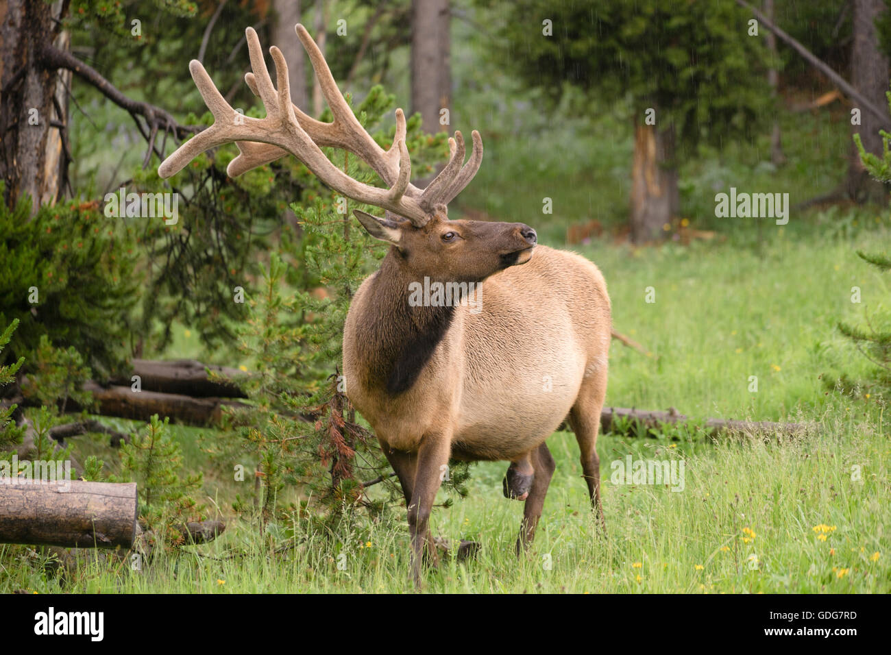 Large Bull Elk Western Wildlife Yellowstone National Park Stock Photo - Alamy
