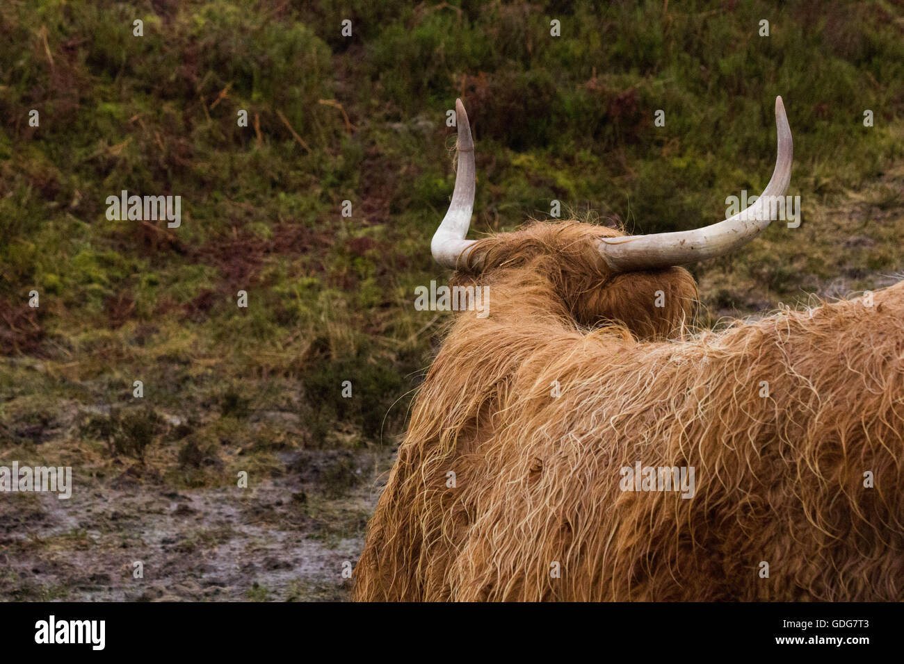 Highland Cattle - Exmoor Stock Photo - Alamy
