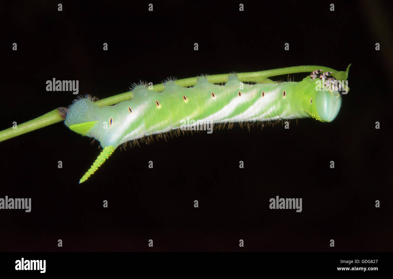 Caterpillar in the rainforest near Boca Manu, Madre de Dios region ...