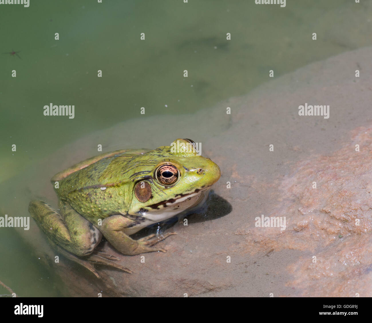 Bullfrog sitting in the water in a swamp Stock Photo - Alamy