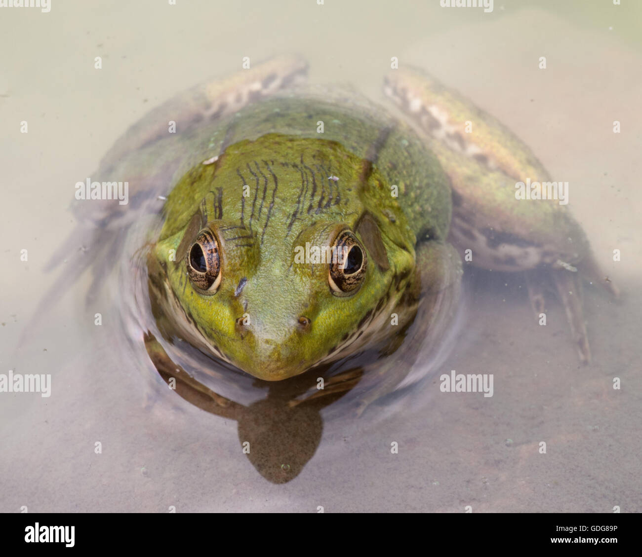 Bullfrog sitting in the water in a swamp Stock Photo - Alamy