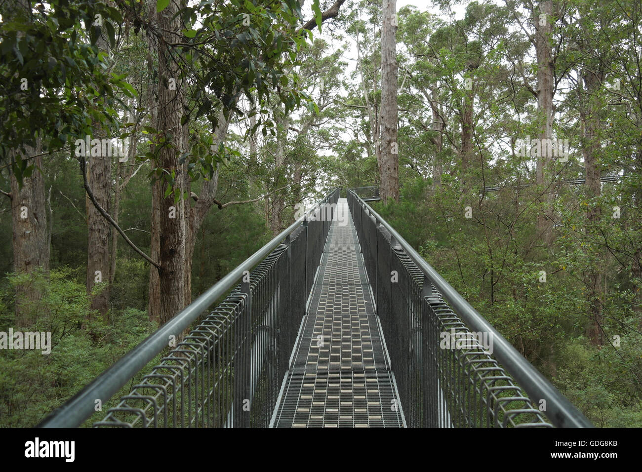 Valley of the Giants tree top walk, Walpole-Nornalup National Park near ...