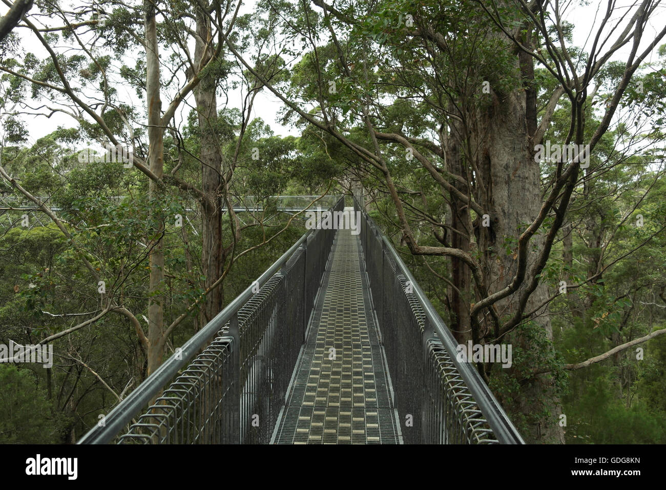 Valley of the Giants tree top walk, Walpole-Nornalup National Park near ...