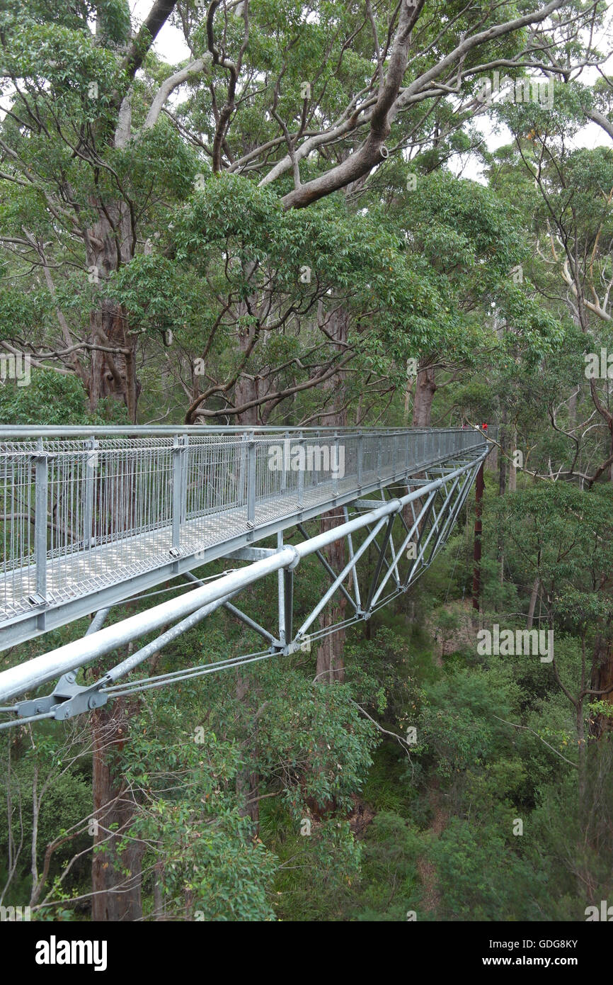 Valley of the Giants tree top walk, Walpole-Nornalup National Park near ...
